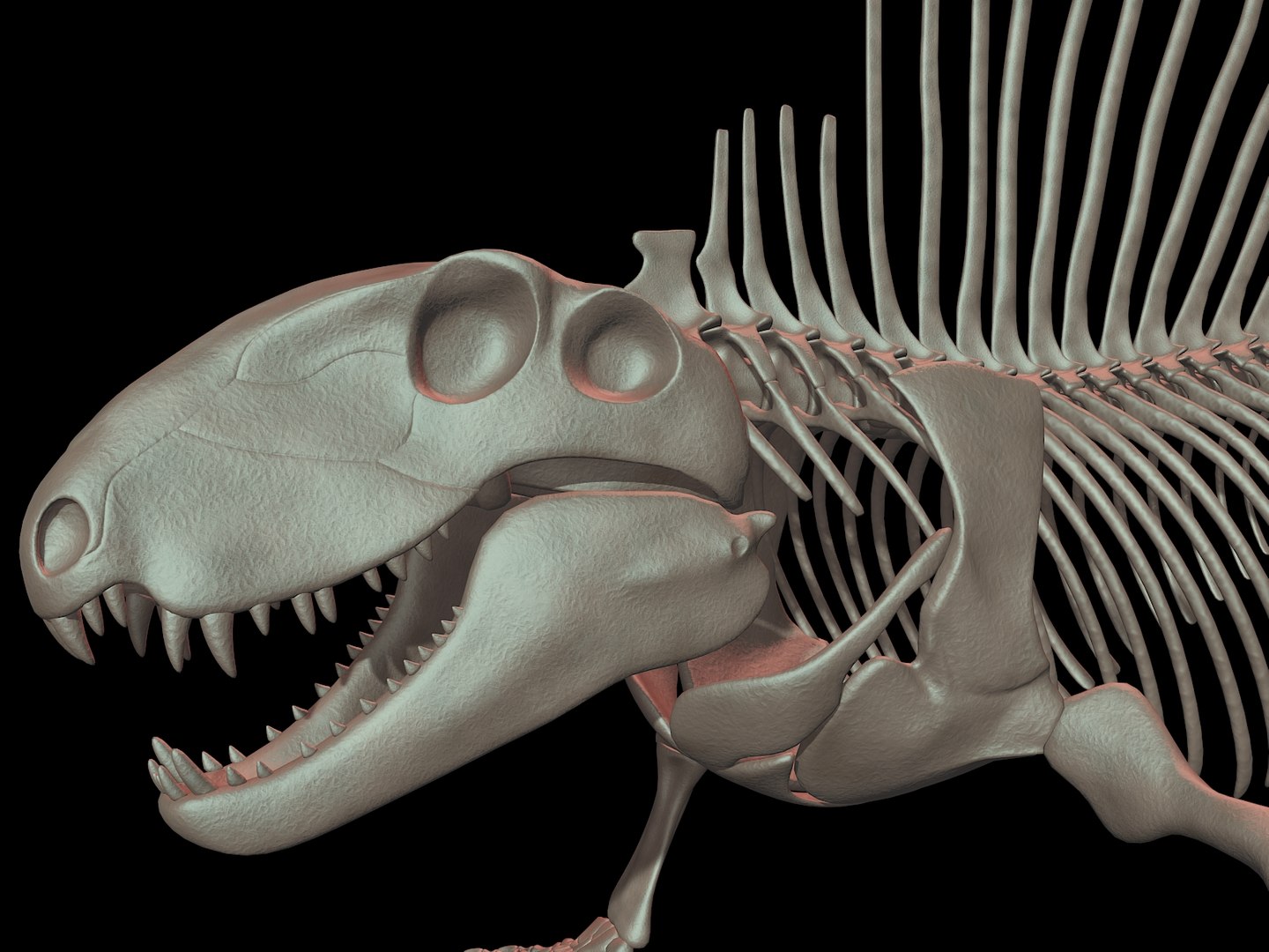 Dimetrodon skeleton 3D model - TurboSquid 1228656
