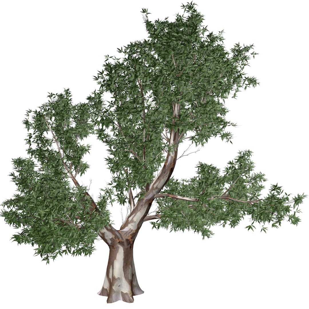 Red Gum Tree Collection 3D Model - TurboSquid 2379051