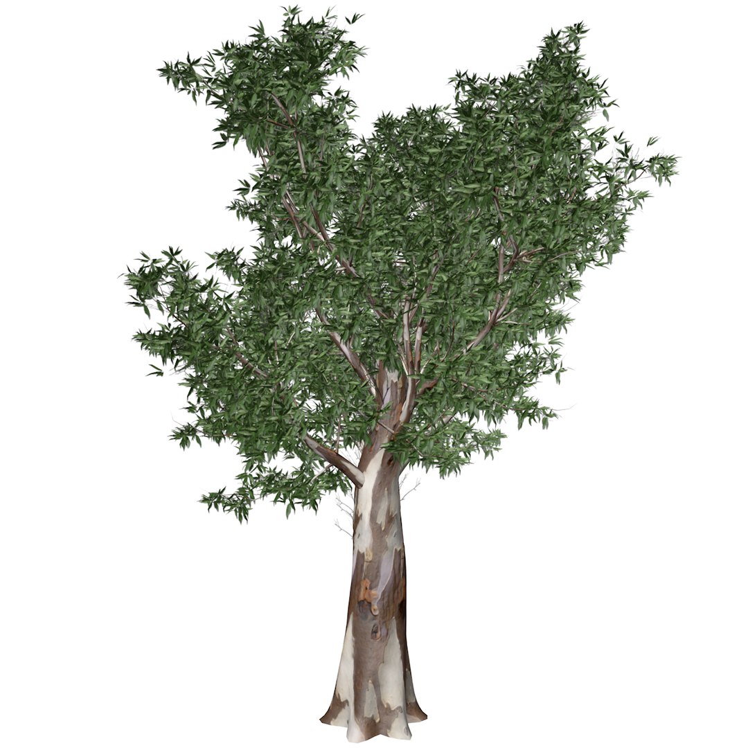 Red Gum Tree Collection 3D Model - TurboSquid 2379051