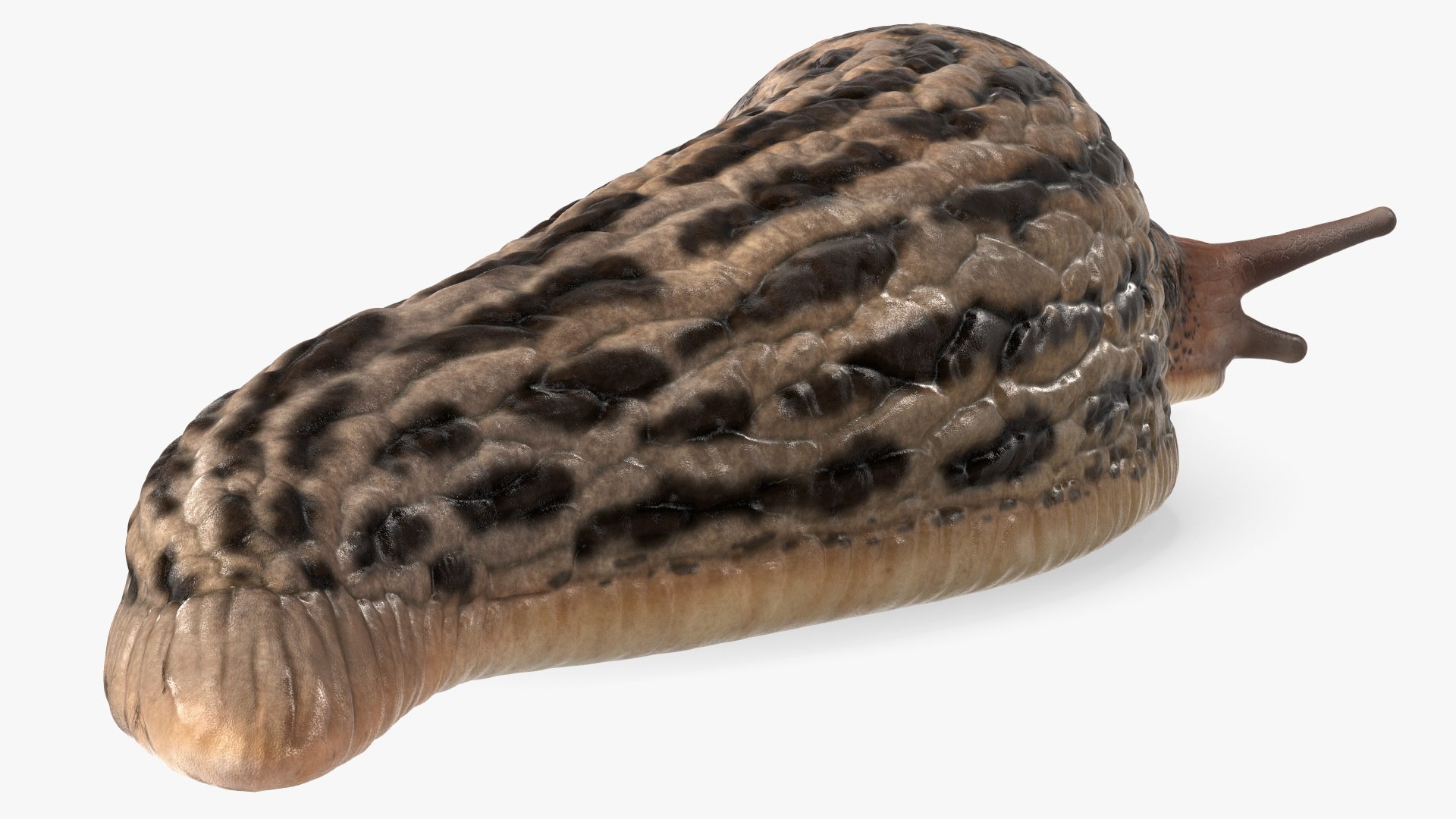 Great Grey Slug Lying 3D Model - TurboSquid 2015331