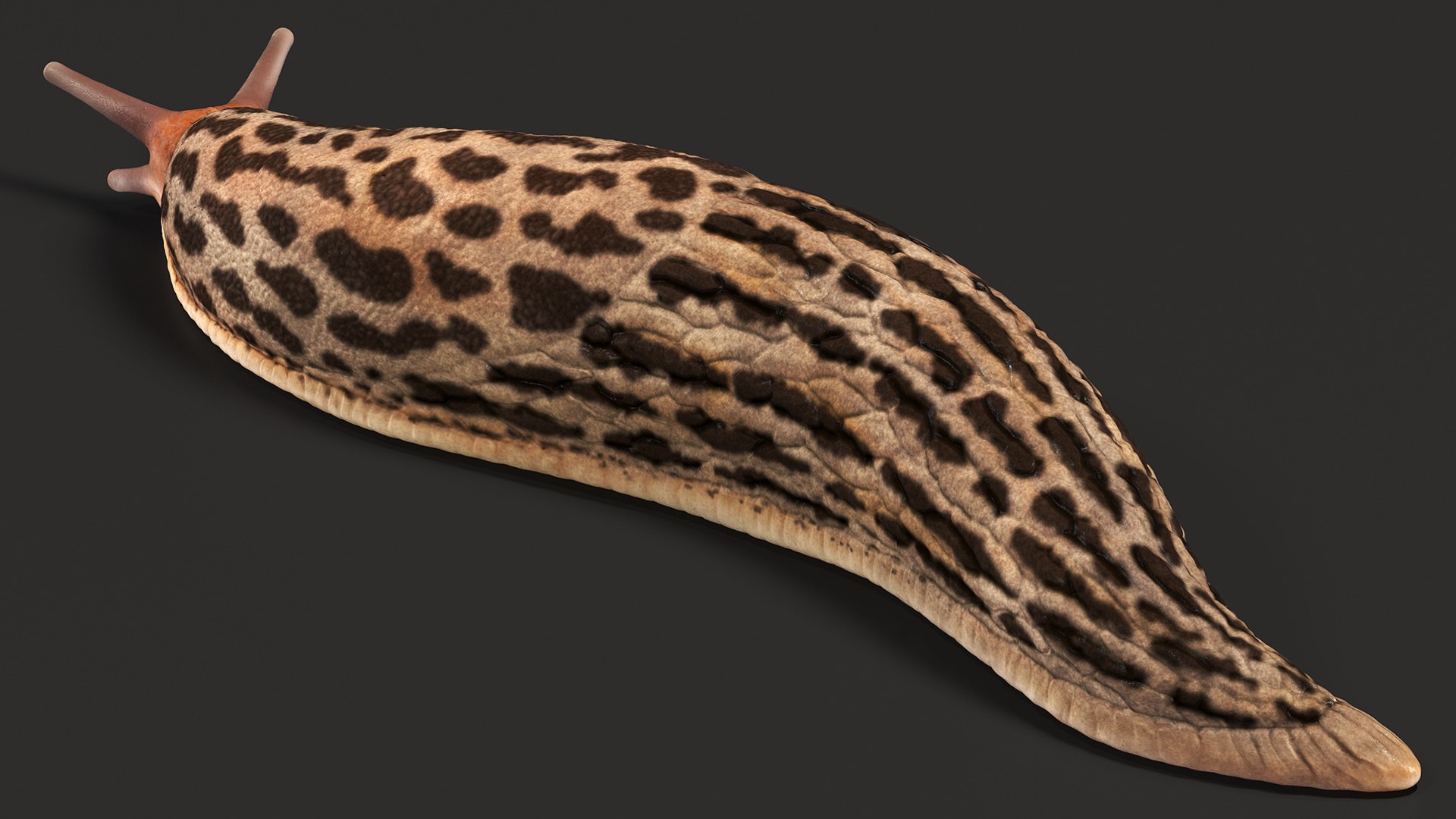 Great Grey Slug Lying 3D Model - TurboSquid 2015331