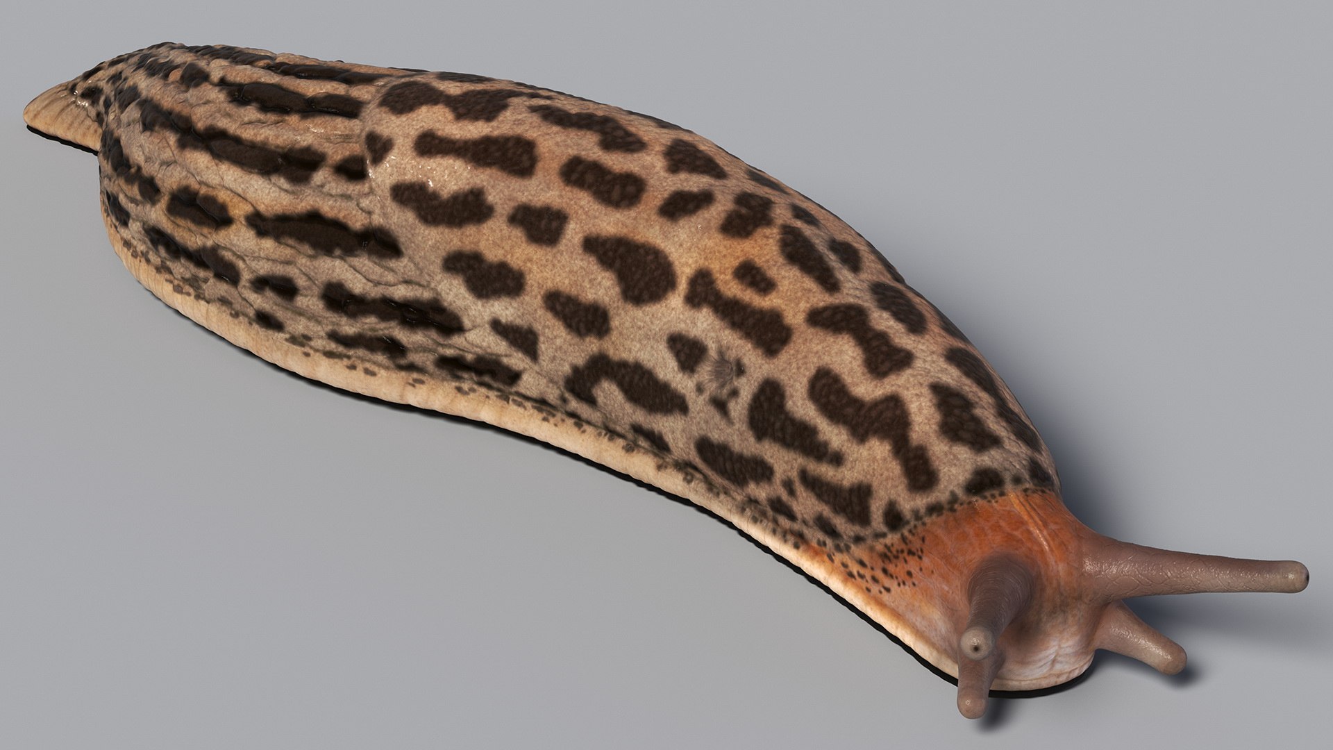 Great Grey Slug Lying 3D Model - TurboSquid 2015331