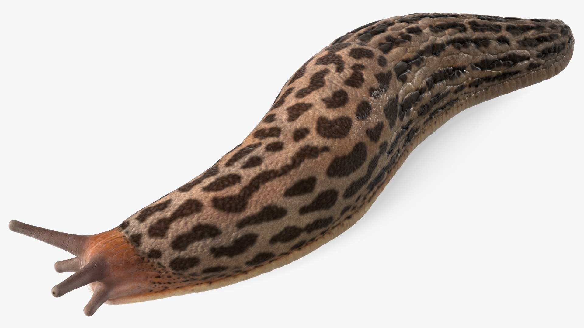 Great Grey Slug Lying 3D Model - TurboSquid 2015331