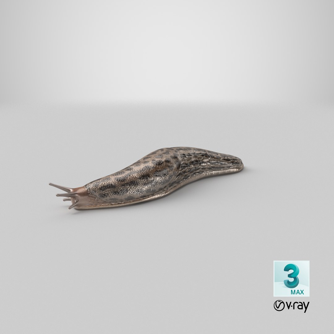 Great Grey Slug Lying 3D model - TurboSquid 2015331