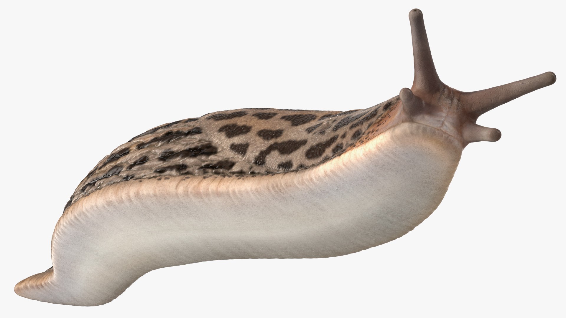 Great Grey Slug Lying 3D Model - TurboSquid 2015331