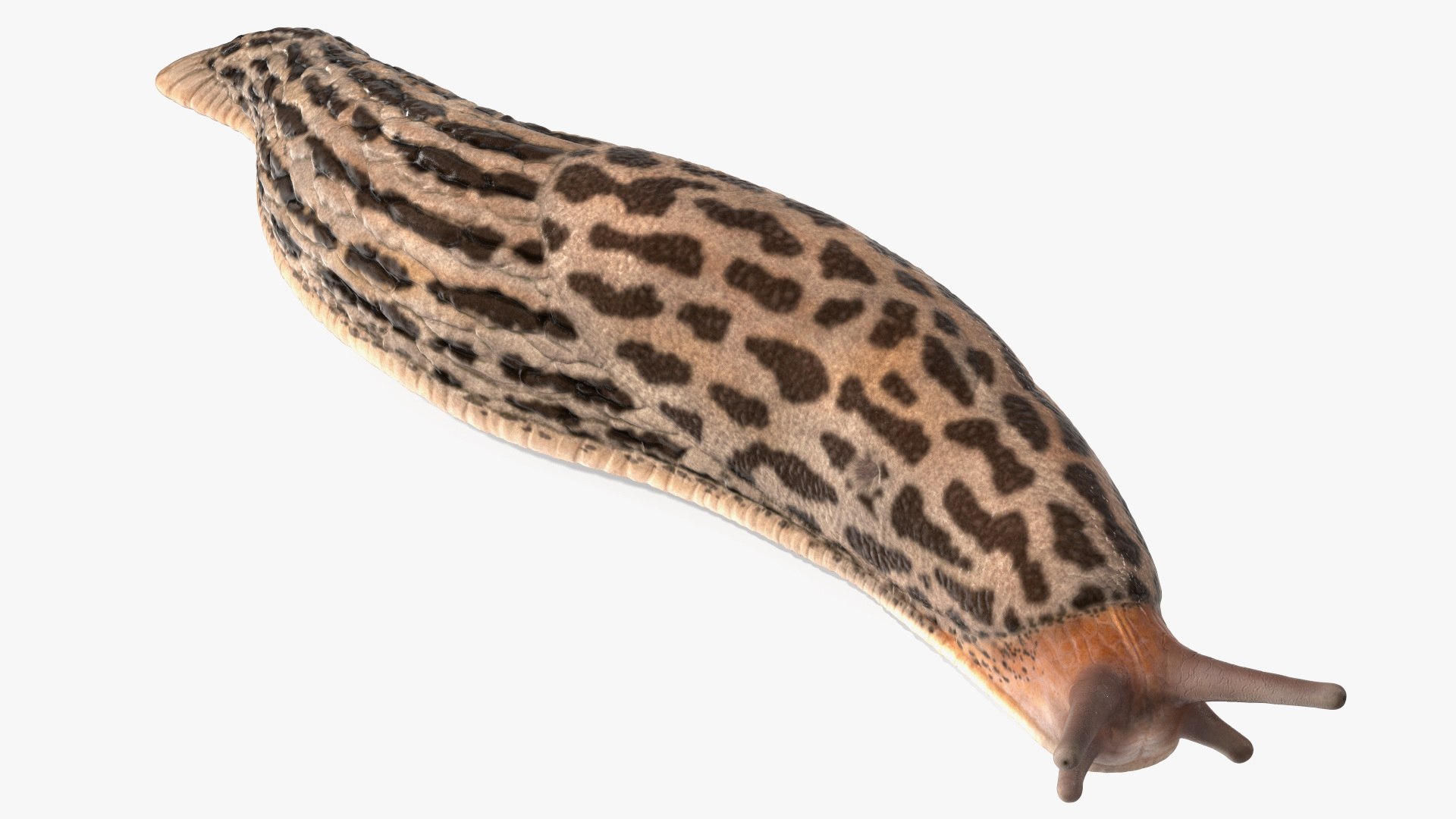 Great Grey Slug Lying 3D Model - TurboSquid 2015331