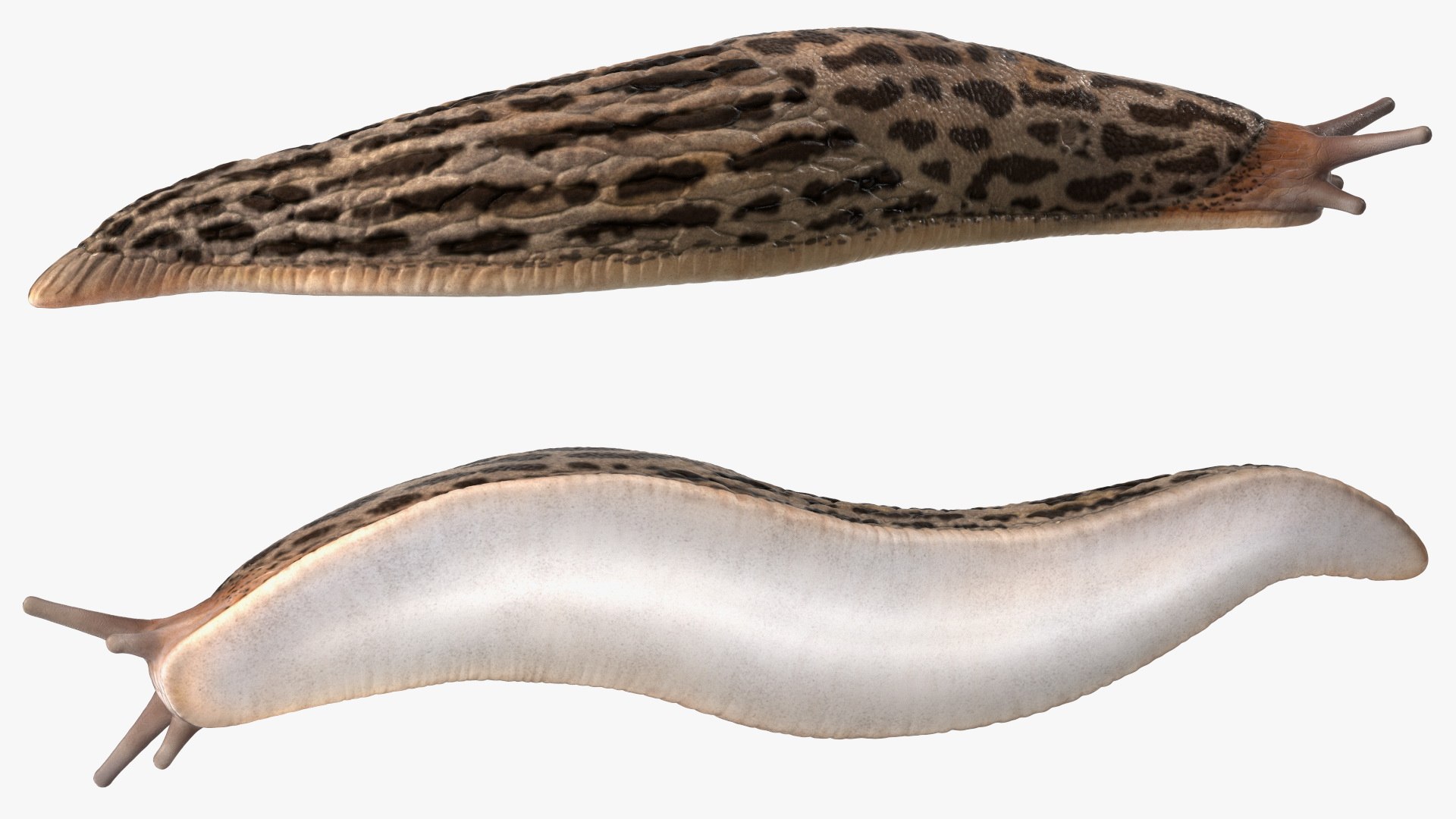 Great Grey Slug Lying 3D Model - TurboSquid 2015331