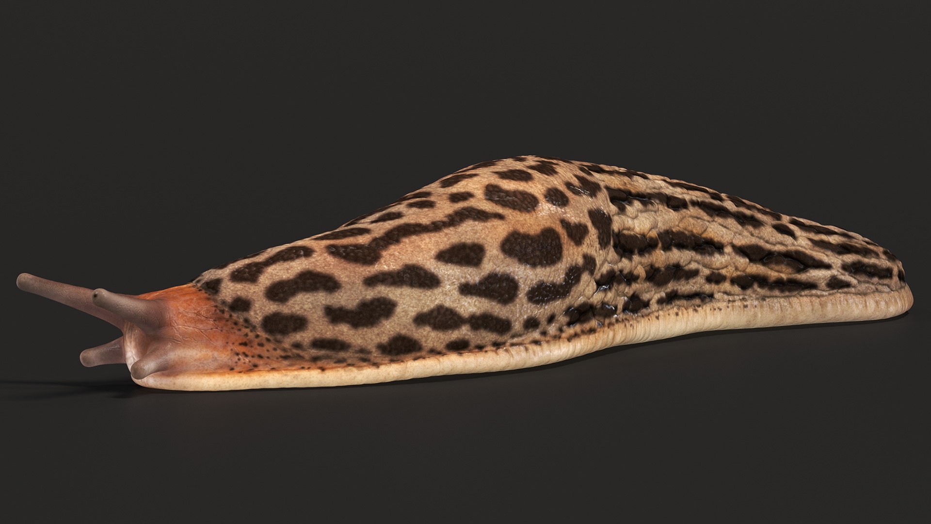 Great Grey Slug Lying 3D Model - TurboSquid 2015331