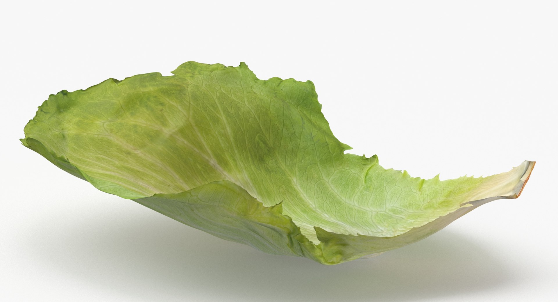 3D Lettuce Leaf 03 - TurboSquid 1839407