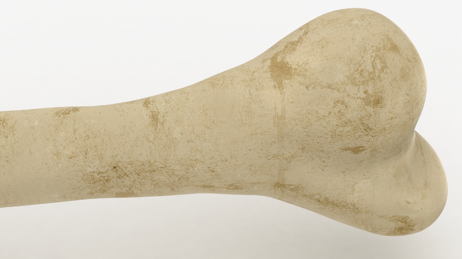 Realistic Dog Bone 3D - TurboSquid 1566272