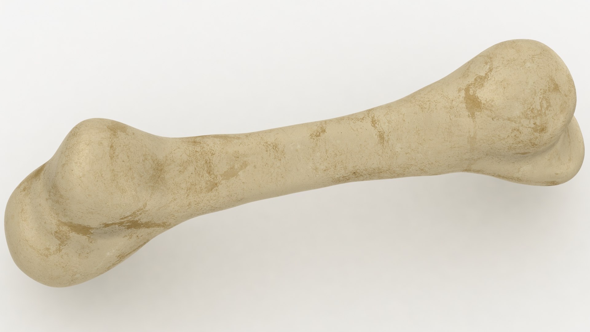 Realistic Dog Bone 3D - TurboSquid 1566272