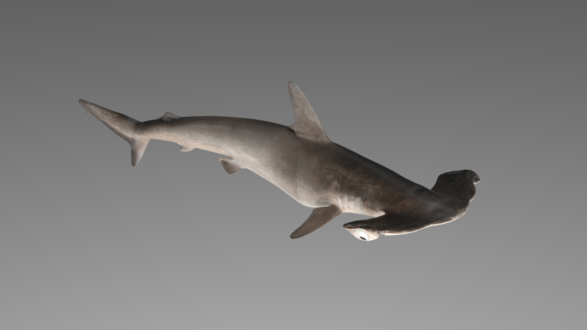 3D model Hammerhead Shark - TurboSquid 1986235