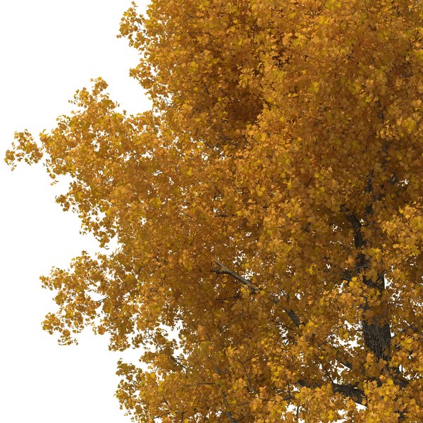 yellow poplar old tree 3ds