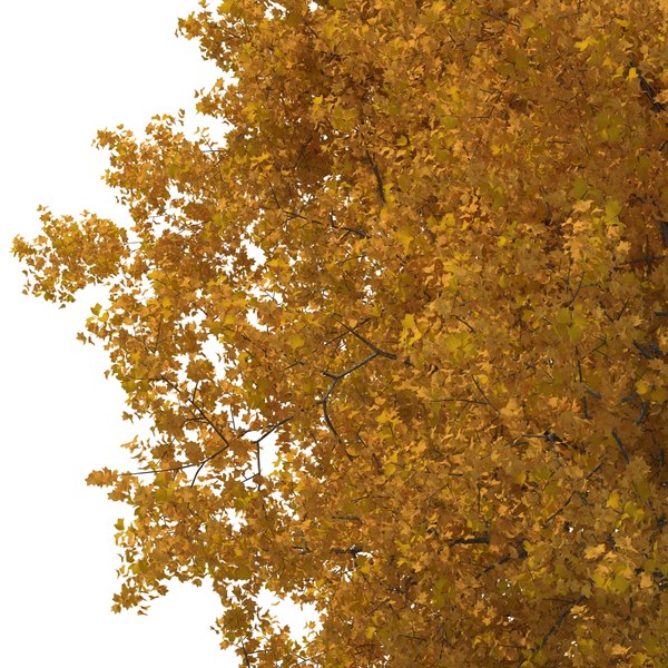 yellow poplar old tree 3ds