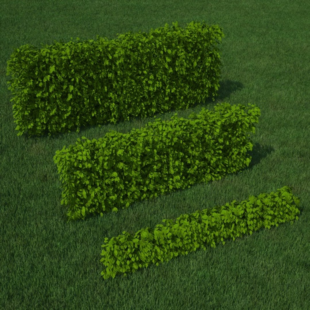 Hedge Plants 3d Obj