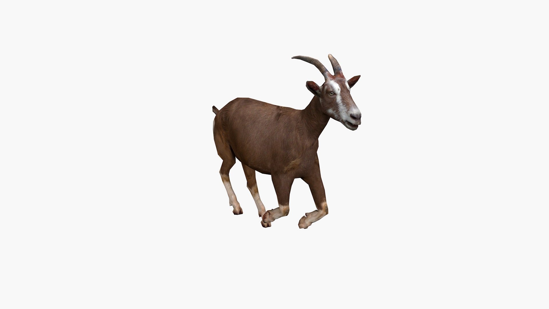 3D Goat - TurboSquid 1837771