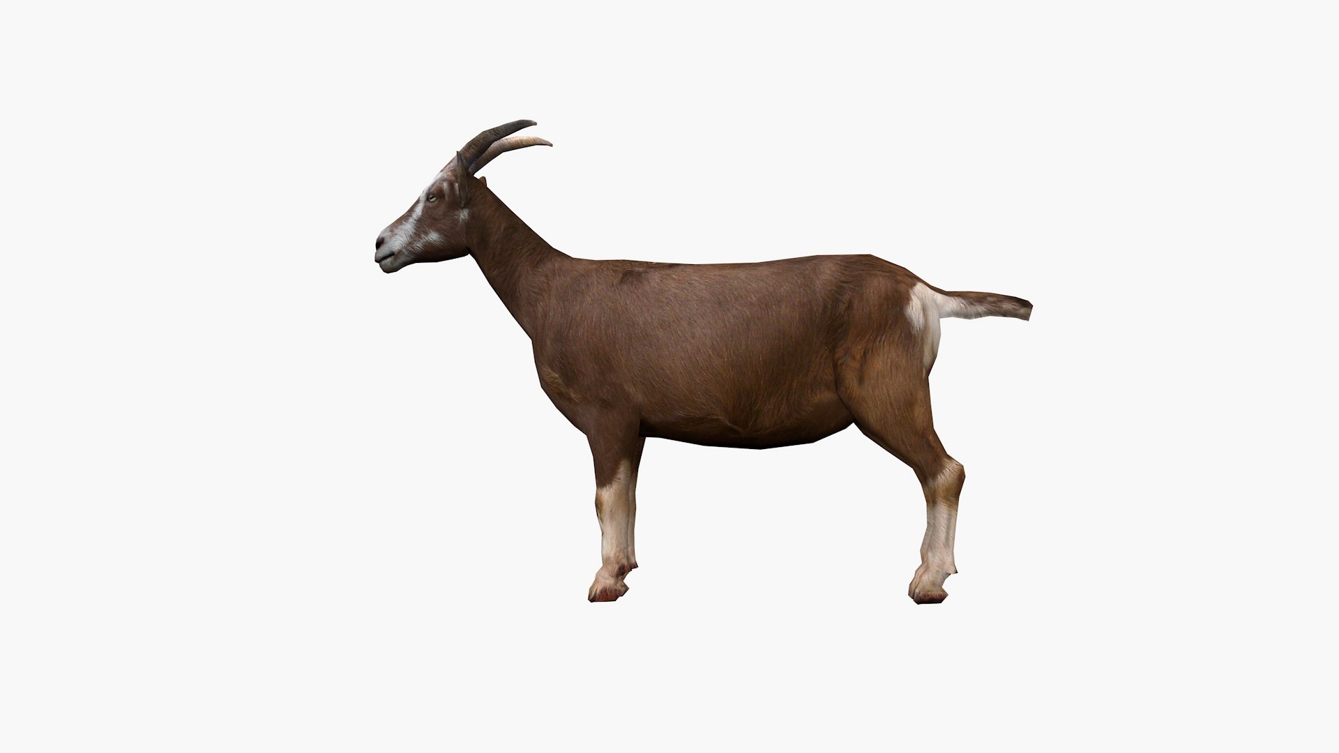 3D Goat - TurboSquid 1837771
