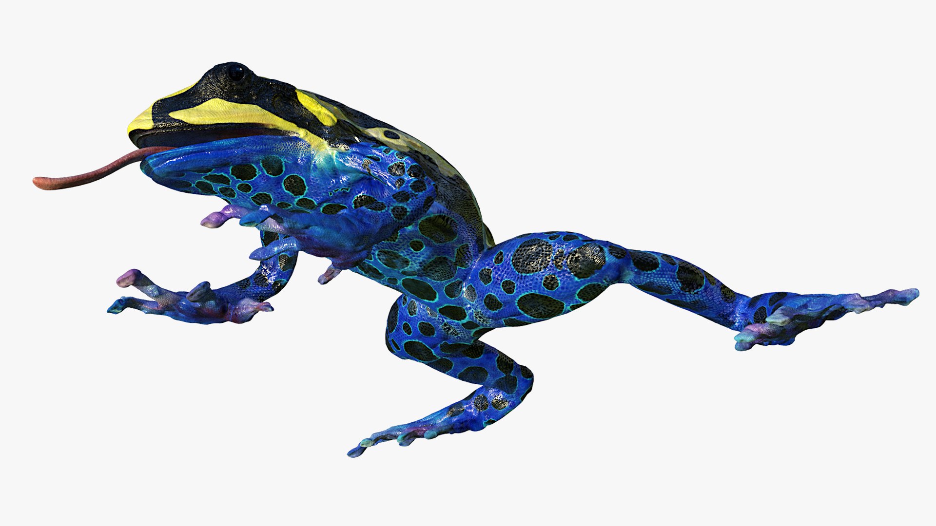 Frog Blue-yellow Color 3D - TurboSquid 1854380
