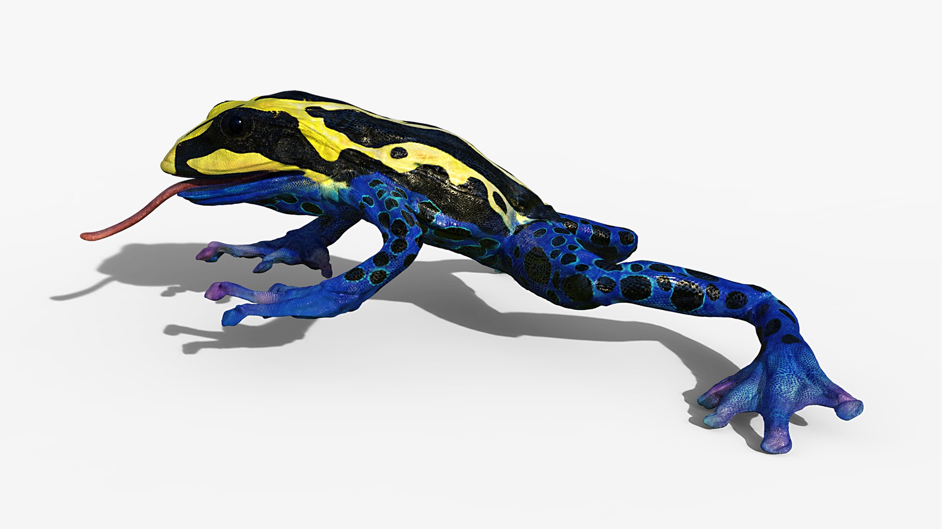 Frog Blue-yellow Color 3D - TurboSquid 1854380