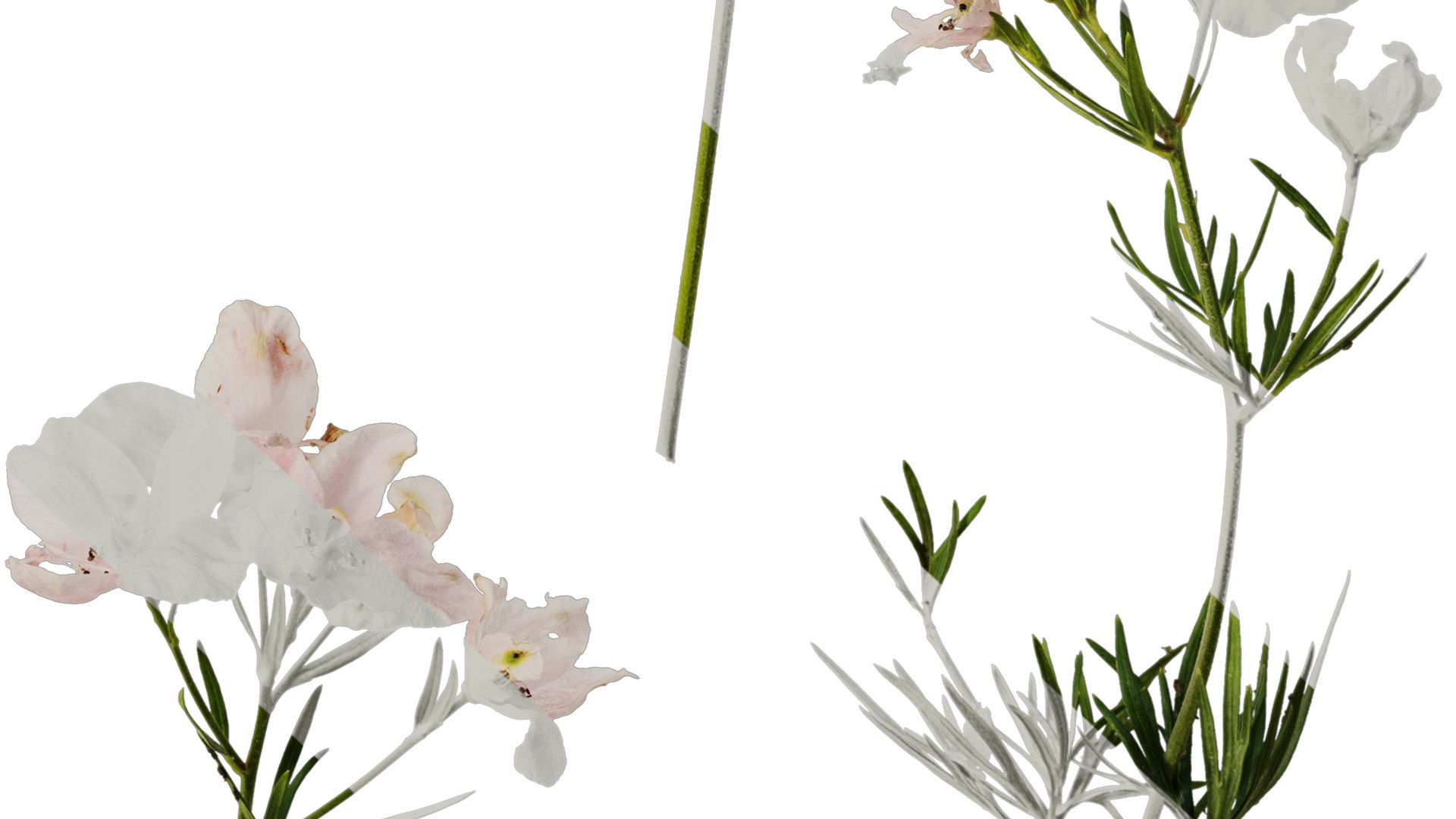 Anydrafts Consolida Ajacis Atlas 07 Textures 3D Model - TurboSquid 2355212