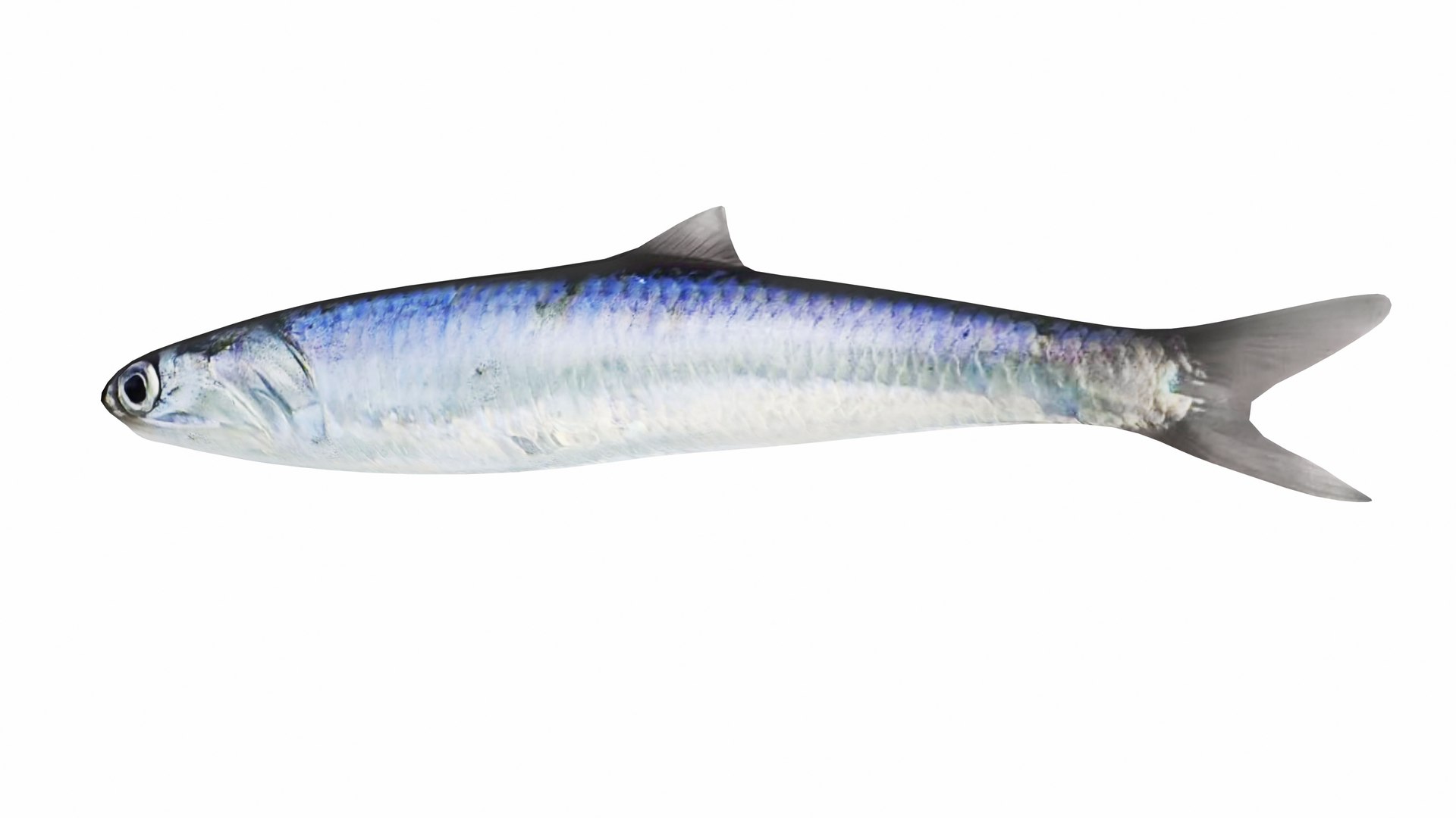3D Model Anchovy - TurboSquid 2387069