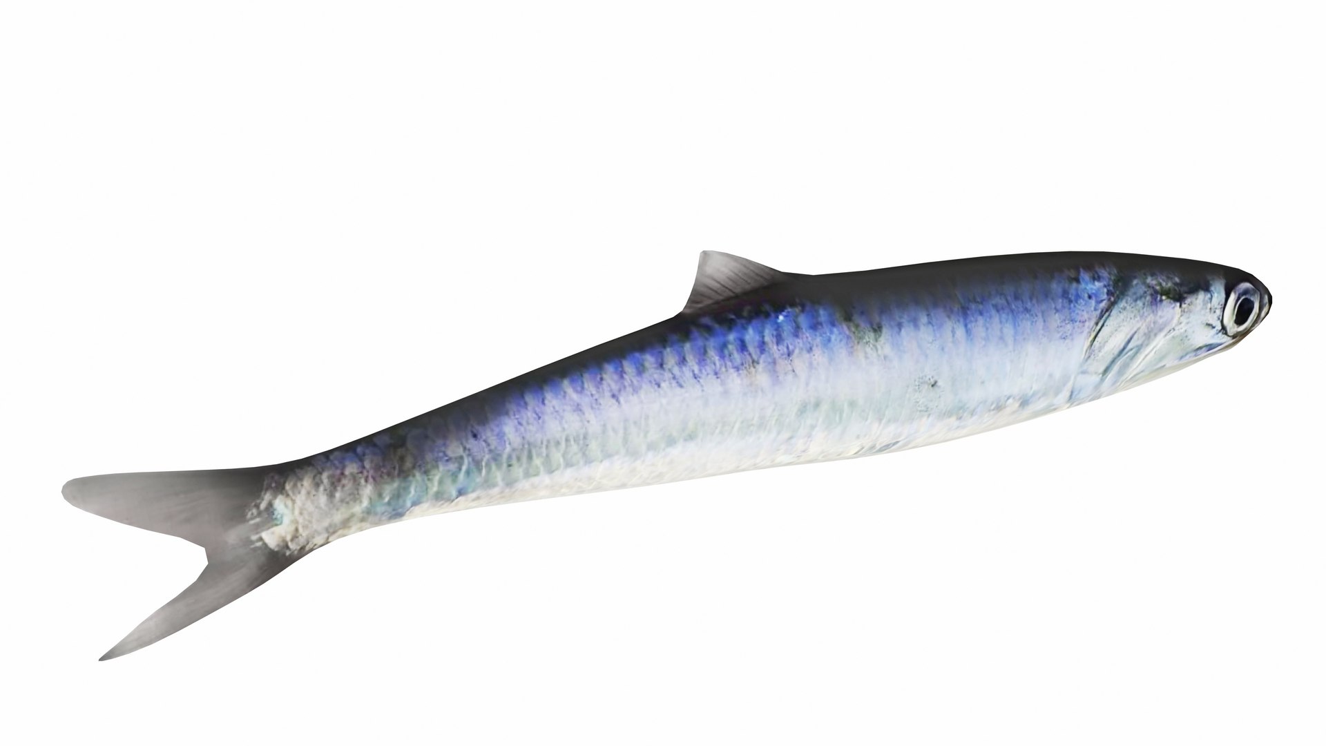 3D Model Anchovy - TurboSquid 2387069