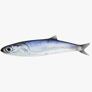3D Anchovy Models - Browse & Download Formats - TurboSquid