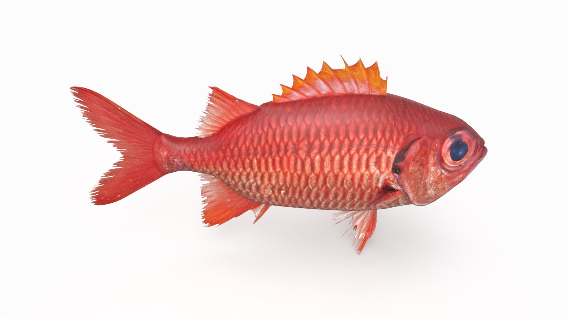 Soldierfish Pbr 3D - TurboSquid 1445653