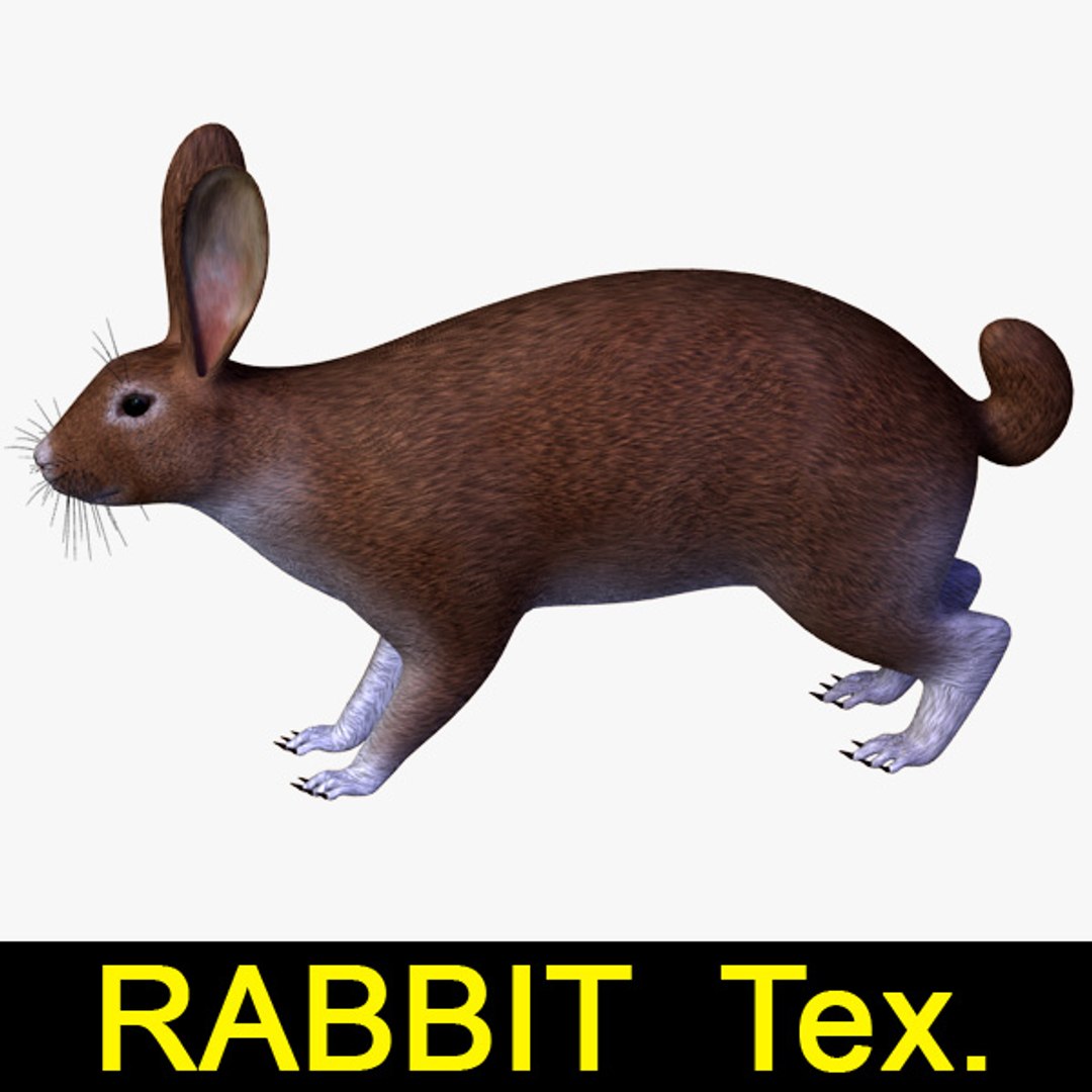 Rabbit Max