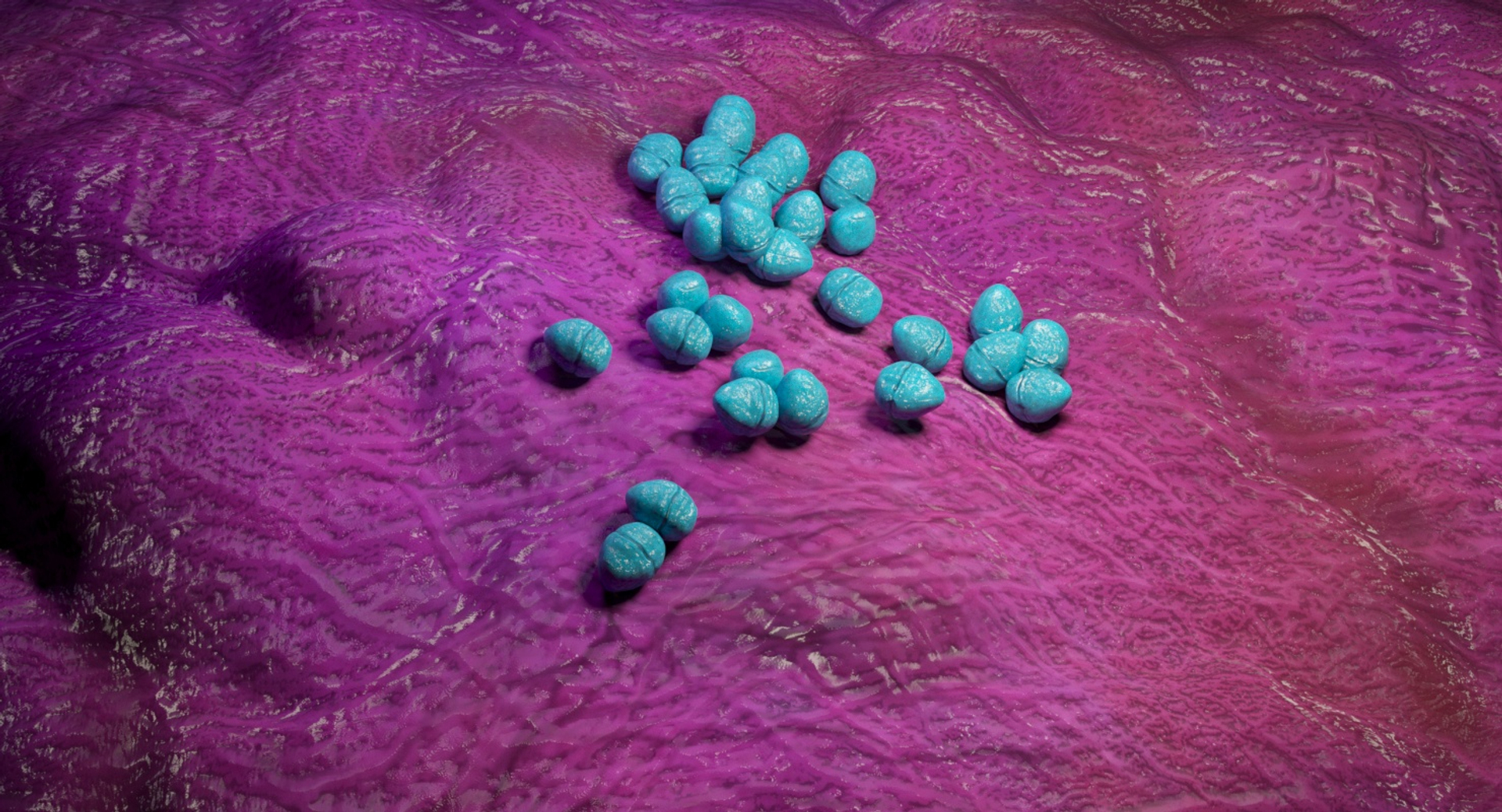 3D Model Enterococcus - TurboSquid 1320626