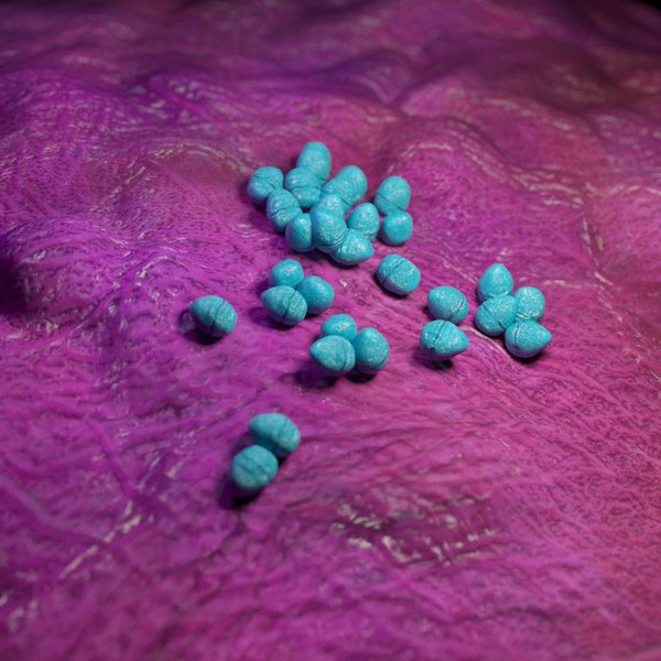 modelo 3d Enterococo - TurboSquid 1320626