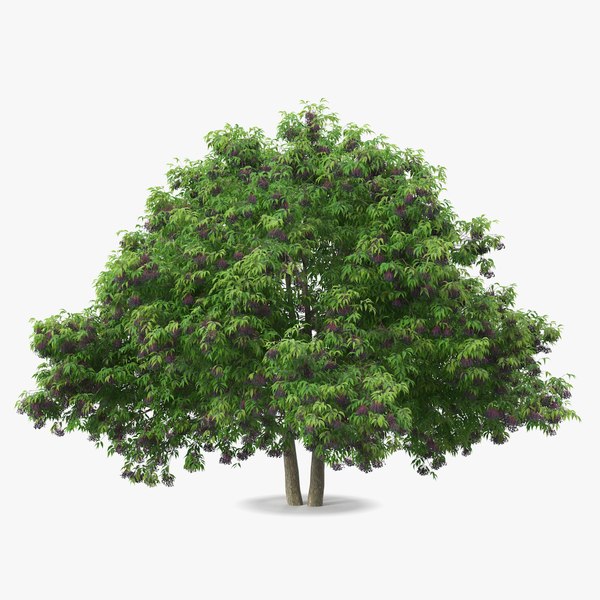modelo 3d Árbol de saúco americano con bayas - TurboSquid 1925308