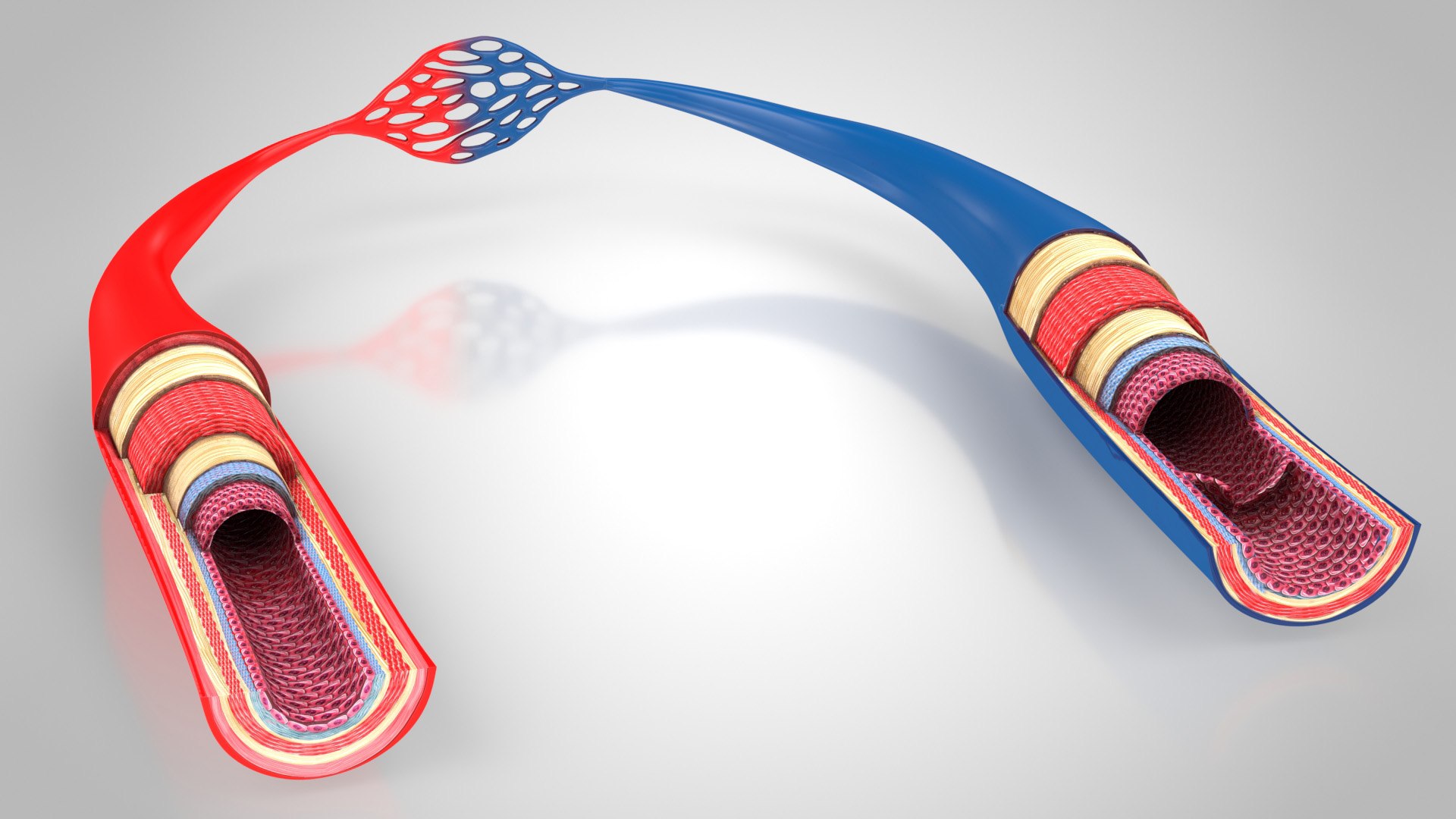 Blood Vessels 3D Model - TurboSquid 1975531