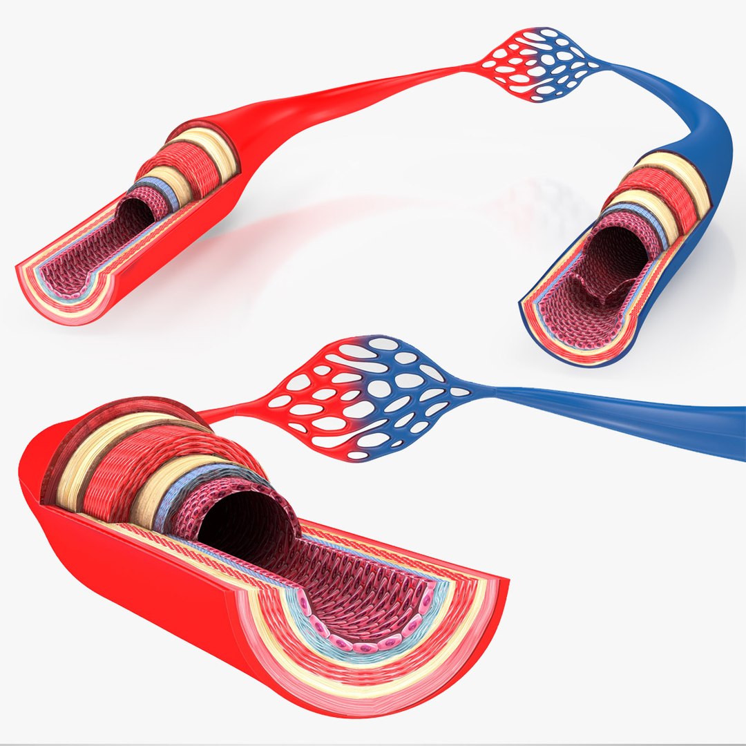 Blood Vessels 3D model - TurboSquid 1975531
