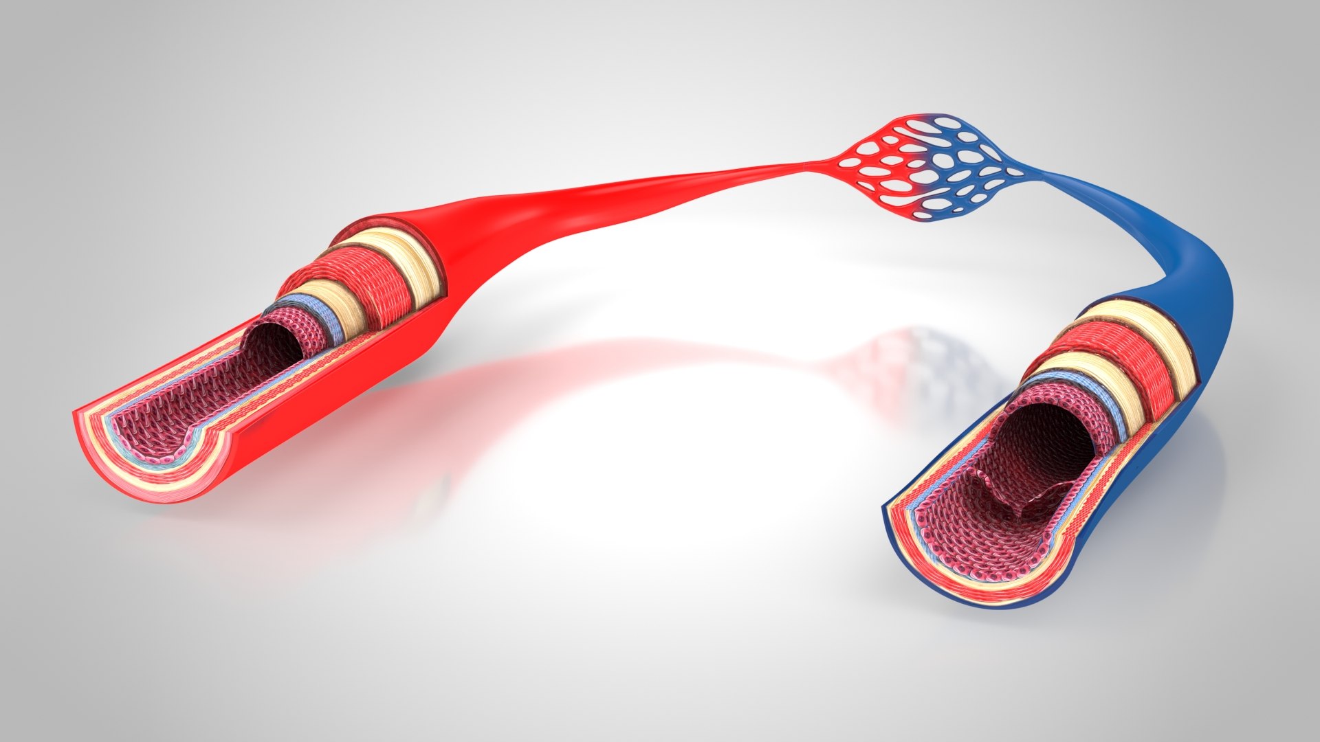 Blood Vessels 3D Model - TurboSquid 1975531