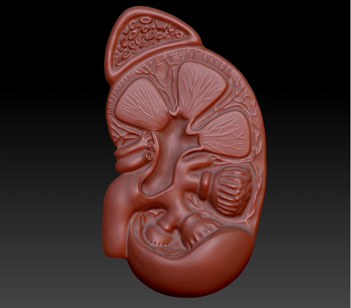 Kidney 3D Model - TurboSquid 1871824