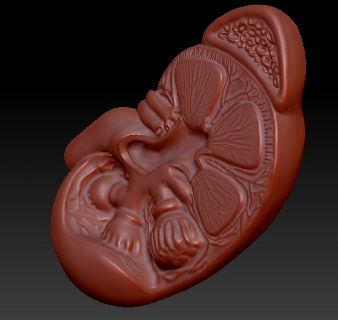 Kidney 3D Model - TurboSquid 1871824