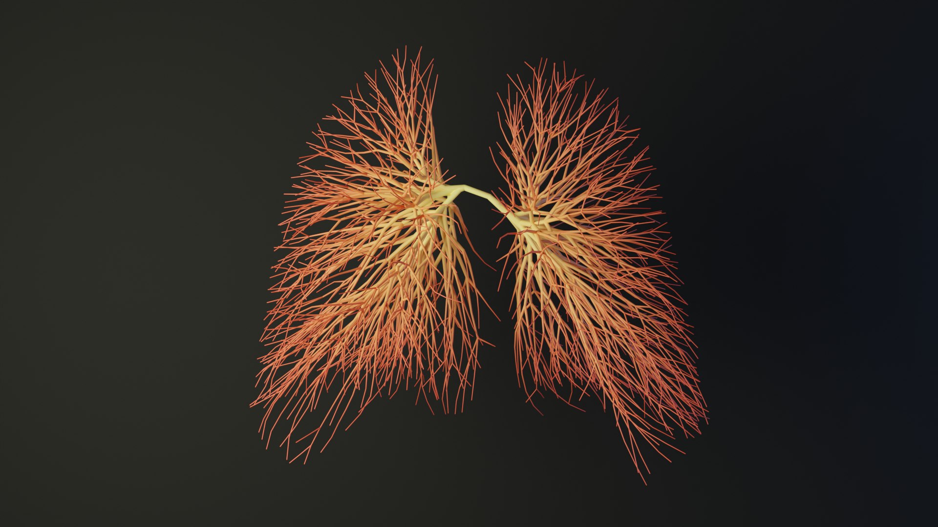 Human Lungs Unrolling Growing Animation Model - TurboSquid 1979564