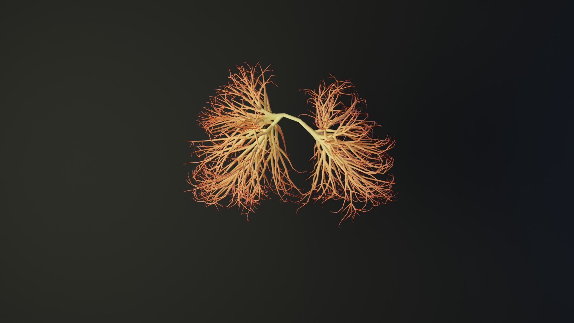 Human Lungs Unrolling Growing Animation Model - TurboSquid 1979564