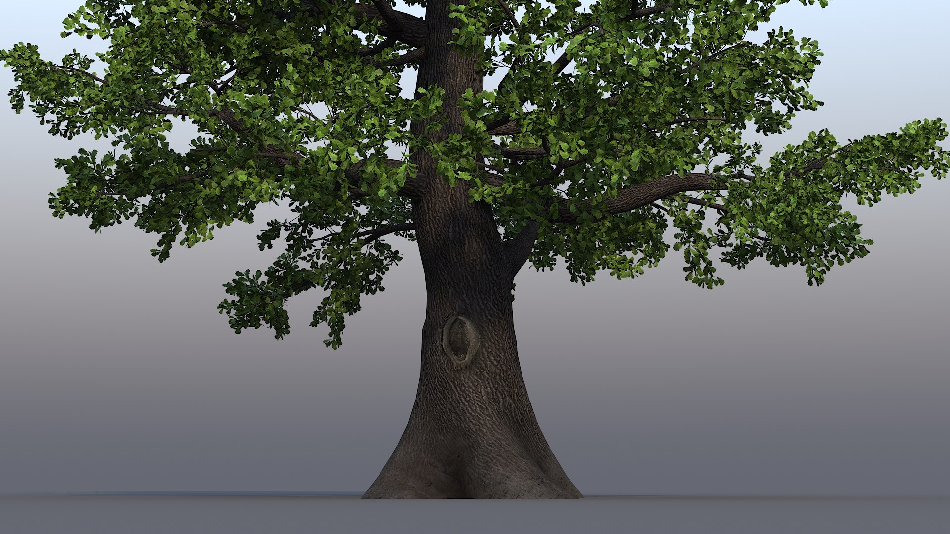 3D Oak Tree 01 Model - TurboSquid 1622062