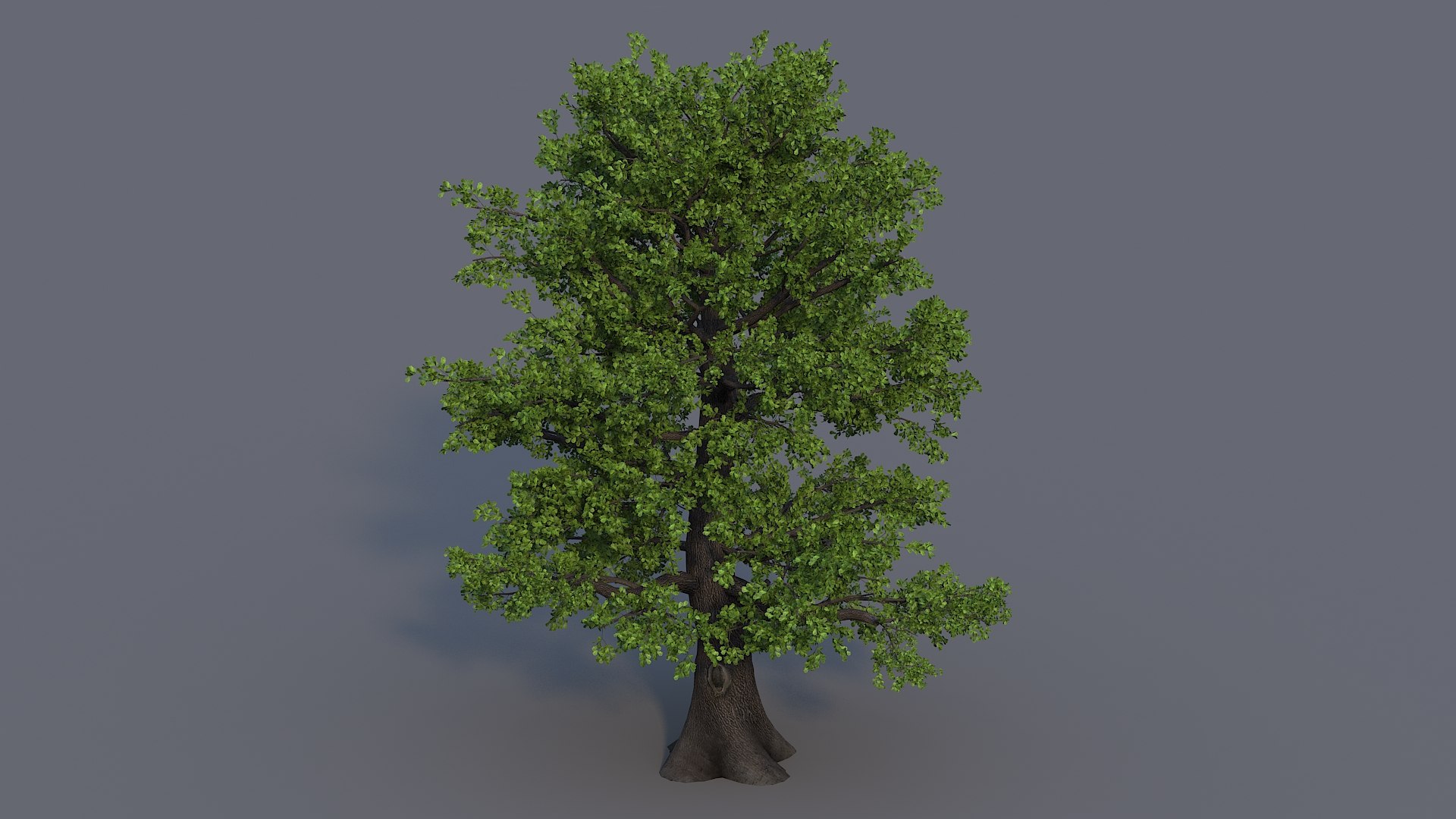 3D Oak Tree 01 Model - TurboSquid 1622062