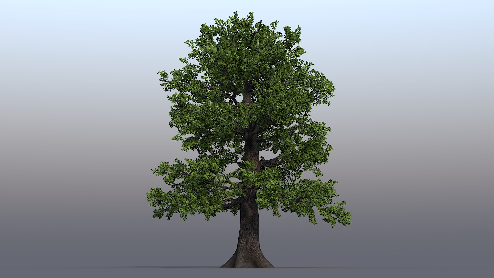 3D Oak Tree 01 Model - TurboSquid 1622062