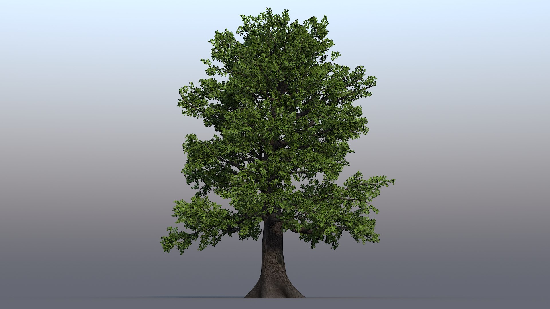 3D Oak Tree 01 Model - TurboSquid 1622062