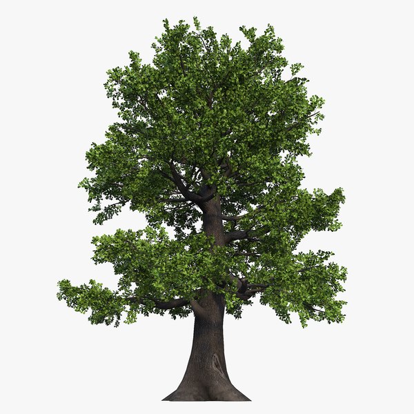 3D oak tree 01 model - TurboSquid 1622062