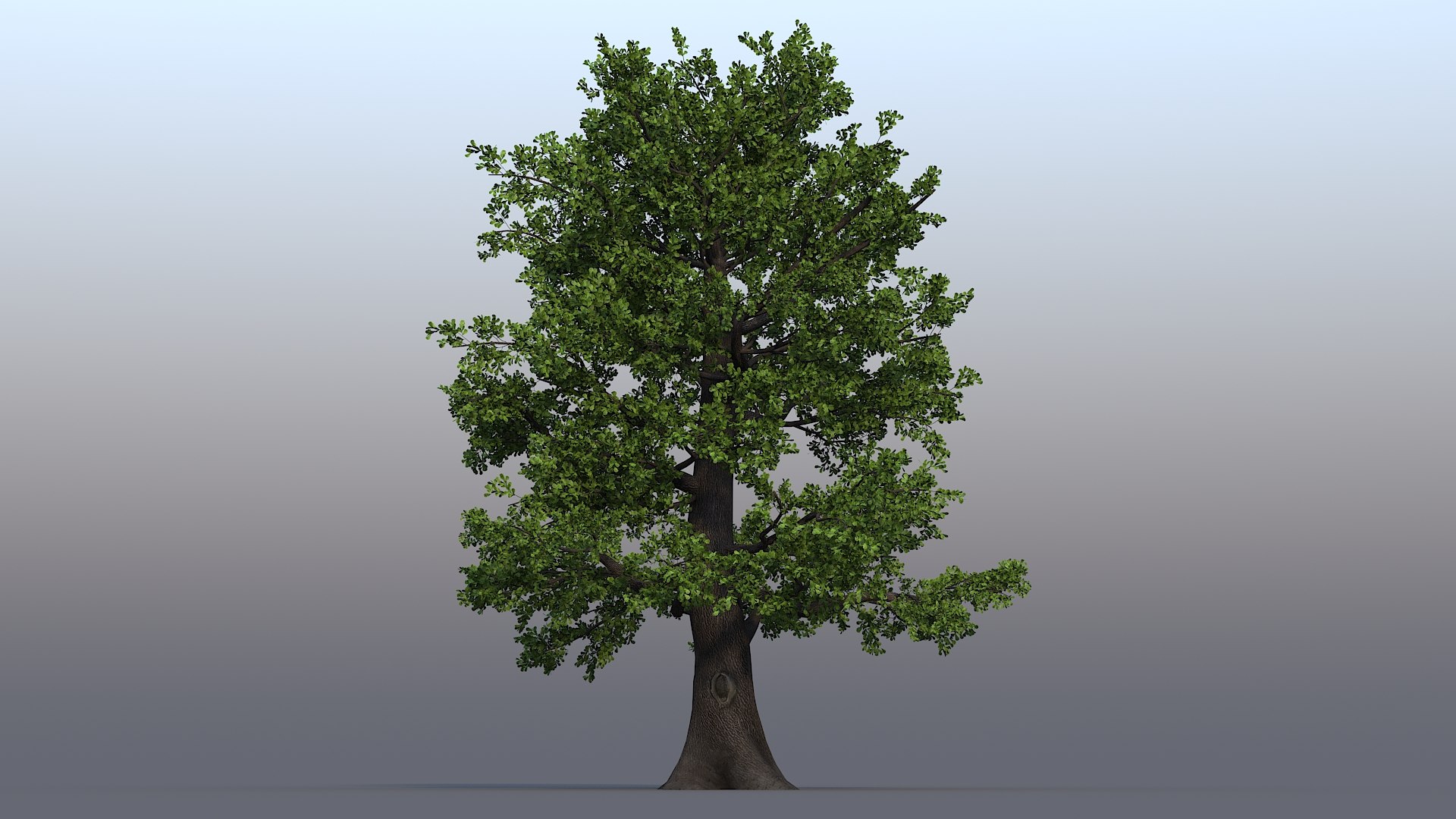 3D Oak Tree 01 Model - TurboSquid 1622062