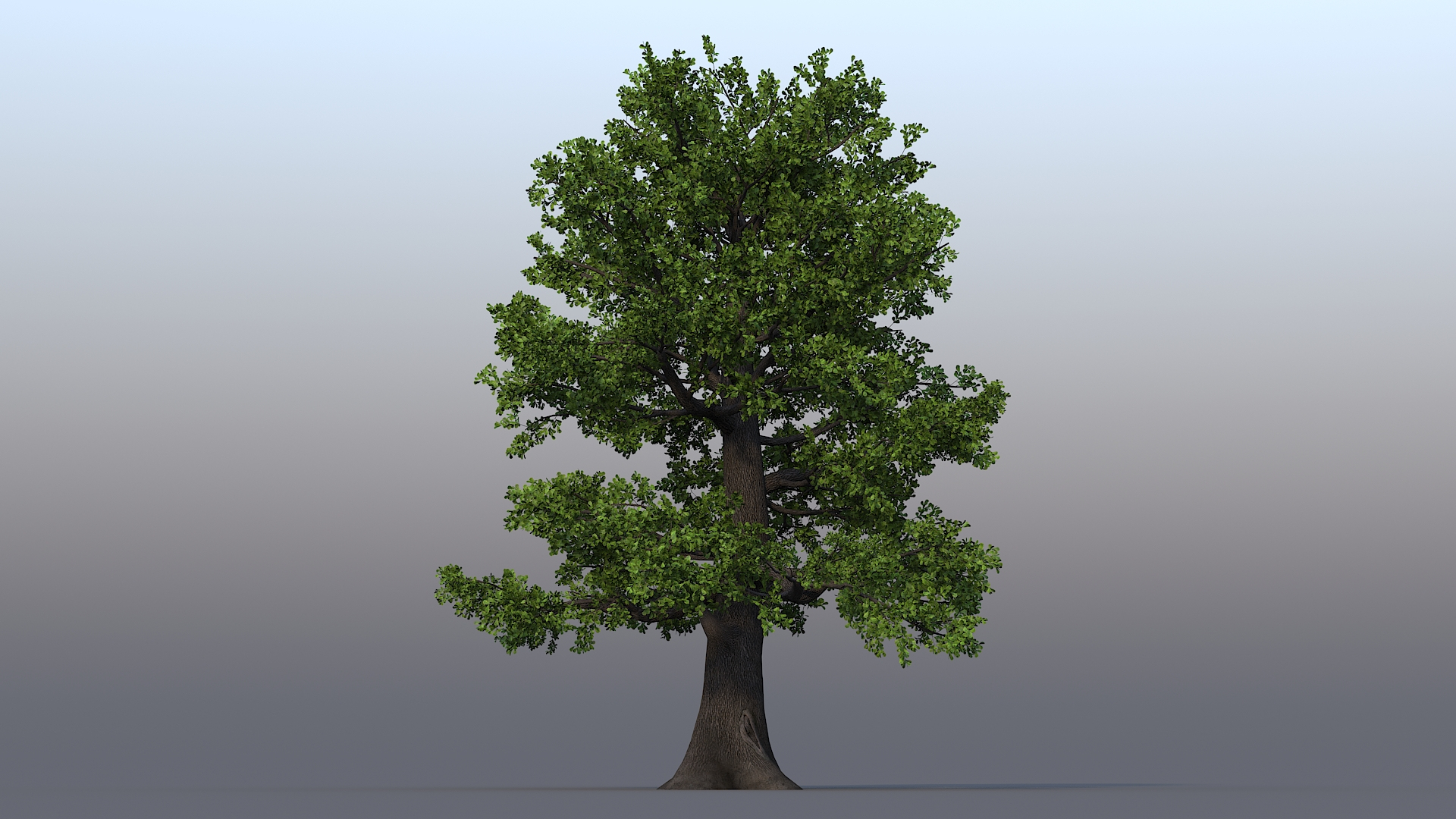 3D Oak Tree 01 Model - TurboSquid 1622062