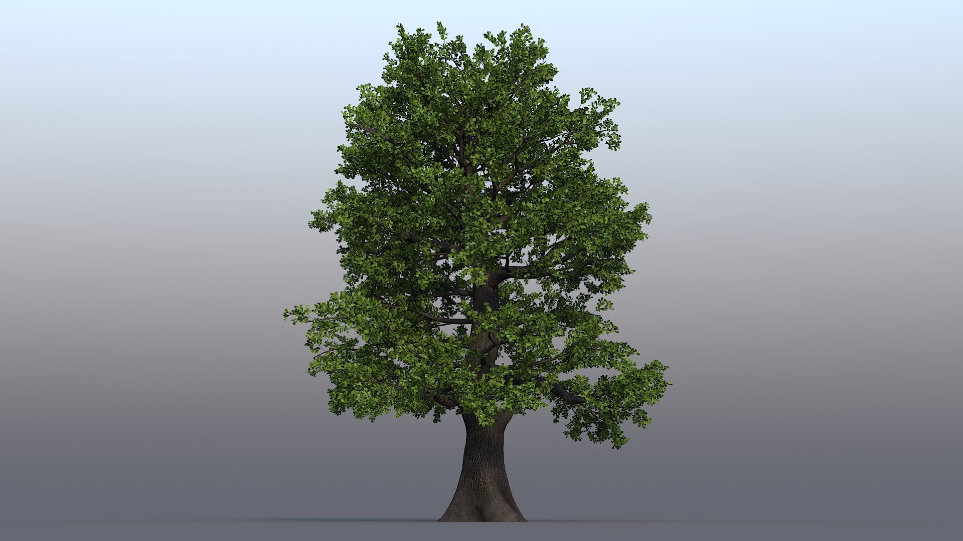 3D Oak Tree 01 Model - TurboSquid 1622062