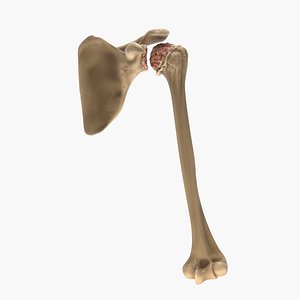 Anatomy Shoulder 3D Models for Download | TurboSquid