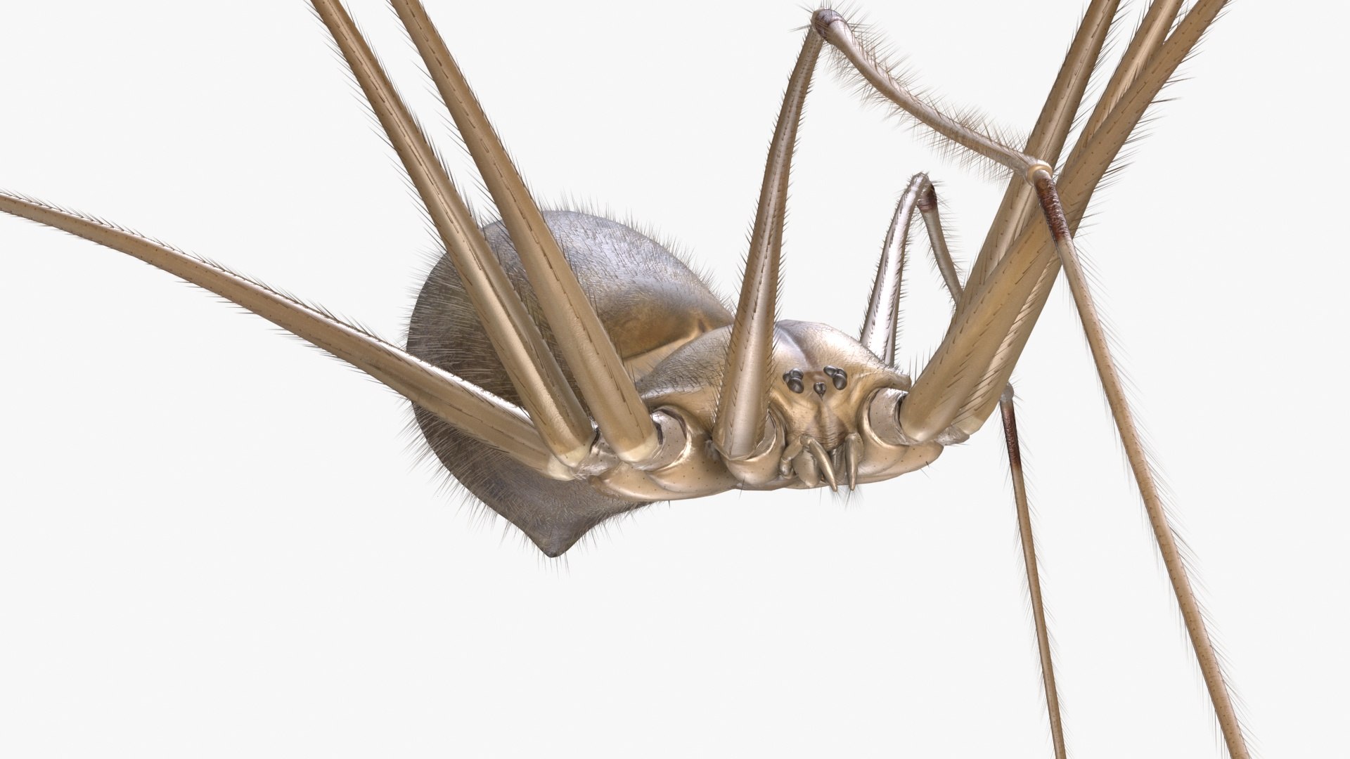 3D Model Daddy Long-legs Spider Fur Rigged - TurboSquid 2270169