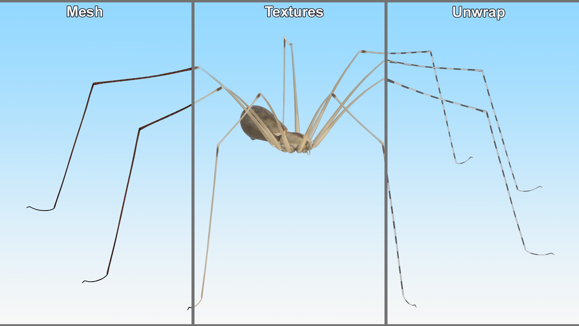 3D Model Daddy Long-legs Spider Fur Rigged - TurboSquid 2270169